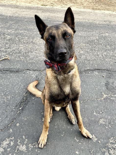 too dapper not to share r belgianmalinois