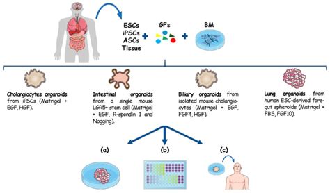 Cholangiocarcinoma Disease Modelling Through Patients Derived Organoids Abstract Europe Pmc