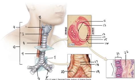 Diagrams Diagram Quizlet