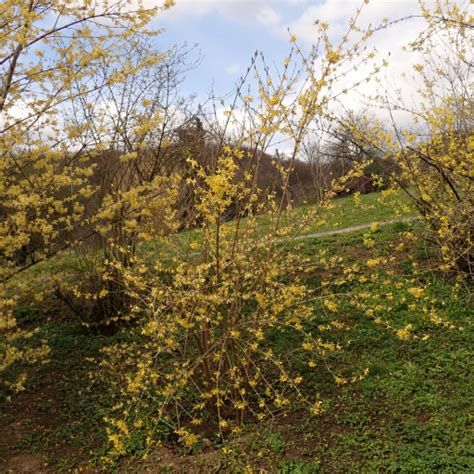 Early Forsythia Forsythia Ovata Plant Care And How To Grow Water