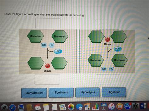 Solved Label The Figure According To What The Image Illus