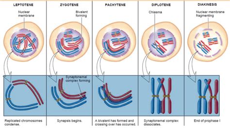 Prophase In Mitosis And Meiosis Prophase 1 And 2