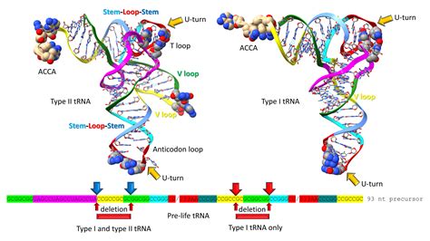 Transfer Rna As A Written Molecular History Of The Life Transition On Earth