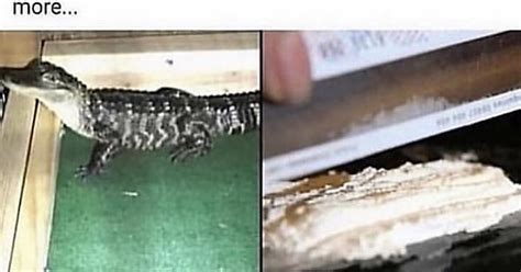 El Chompo Album On Imgur