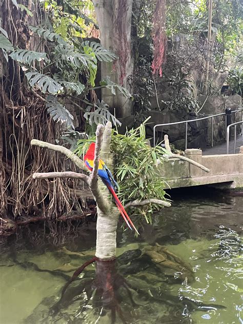 Why Do Most Places Leave Their Macaws In The Middle Of An Island Like This Im Very Curious R