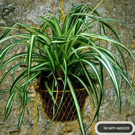 10 Spider Plant Varieties A Comprehensive Guide The Happy Harvester