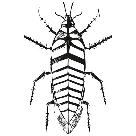 Premium Vector Cockroach Vector Illustration Line Art Drawing Black And White Cockroaches