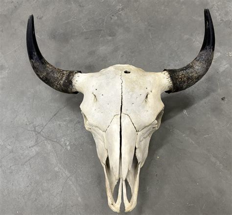 Buffalo Skull Driftstone Pueblo Wholesale