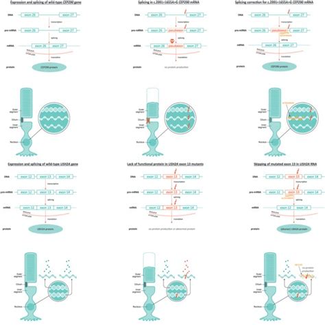 Key Differentiating Features Of Rna And Dna Based Therapies Download