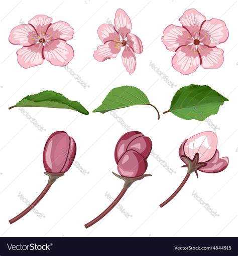 Apricot Tree Elements Royalty Free Vector Image