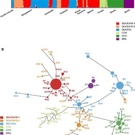 Bayesian Population Structure Analysis A And Median Joining Network Download Scientific