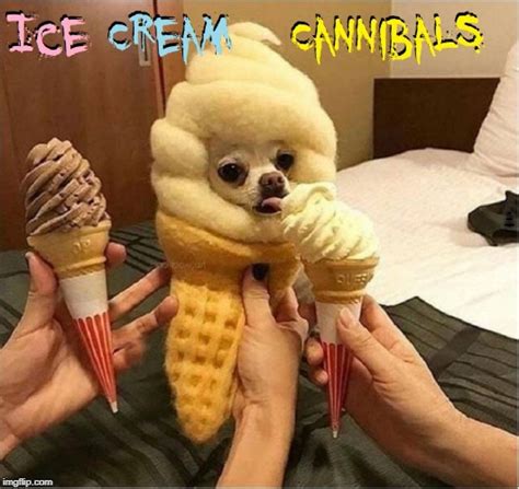 Chihuahua Memes And S Imgflip