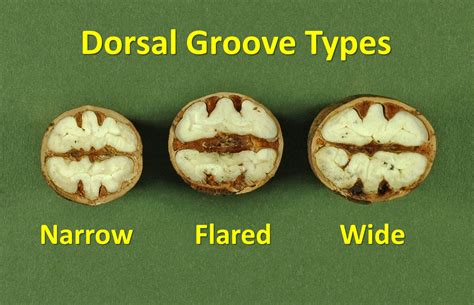 Northern Pecans A Quick Check Of Pecan Kernel Quality