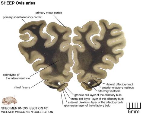 Atlas Of The Sheep Brain Section Image