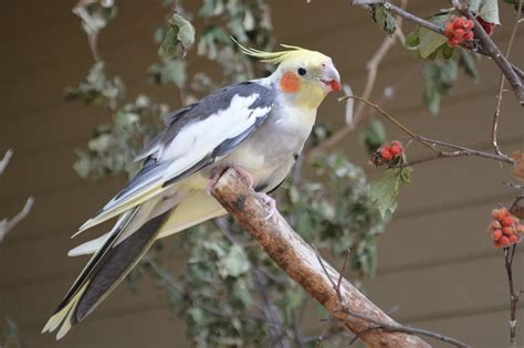 Cockatiel Indianapolis Zoo