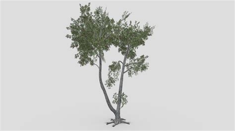 Conocarpus Tree 02 Buy Royalty Free 3d Model By Asma3d 294bf86