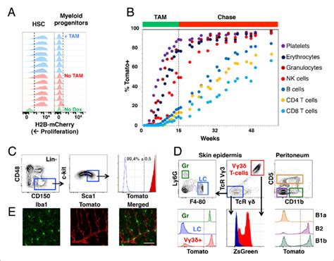 Fgd5 Mediated Lineage Tracing After Complete Hsc Labeling Reveals