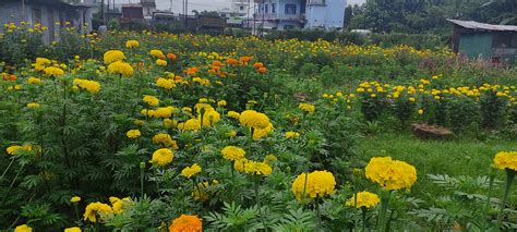 Flower Farming Business In Nepal Best Flower Site