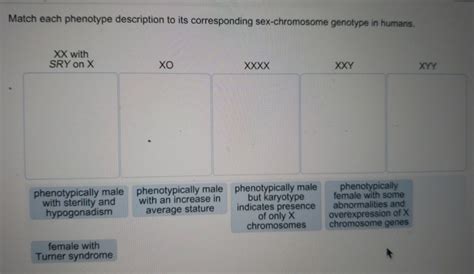 Solved Match Each Phenotype Description To Its Corresponding