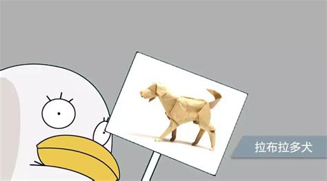 NO 1090 萌萌的大狗子拉布拉多犬