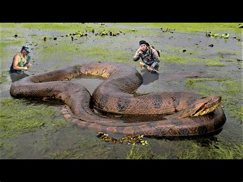 Discovering The Worlds Largest Python Ever Recorded With A Length Of 18ft Made The Whole World