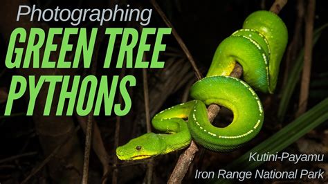 Green Tree Pythons Kutini Payamu Iron Range National Park Youtube