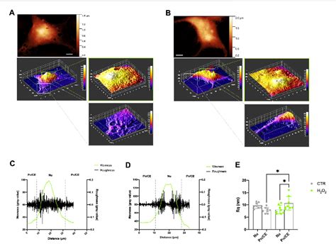 Figure 4 From High Resolution Atomic Force Microscopy As A Tool For Topographical Mapping Of