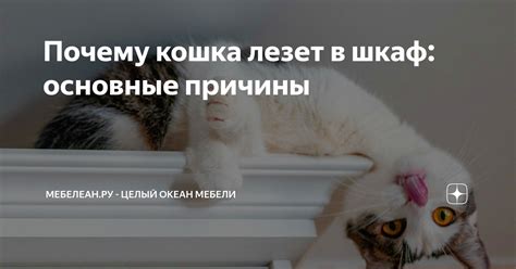 Почему кошка лезет в шкаф основные причины Мебелеан Ру целый океан мебели Дзен