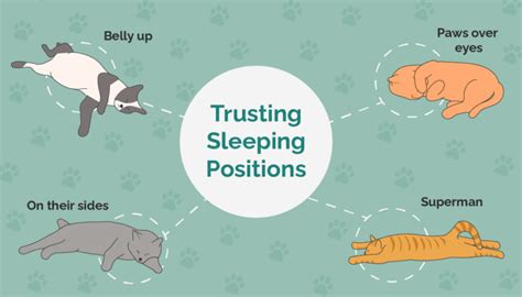17 Typical Cat Sleeping Positions Explained With Pictures