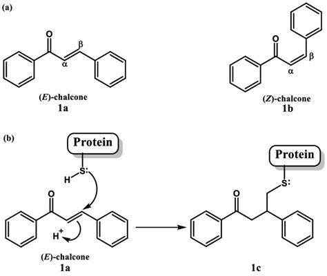 Chalcone Structure A And Its Michael Addition With Cysteine B Download Scientific Diagram