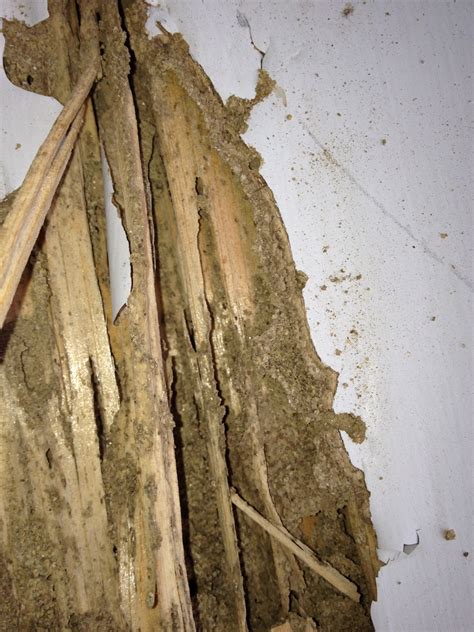 Termite Mud Tunnel How To Spot Them Envirocare Pest Control Llc