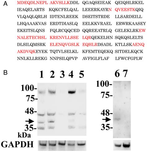 Characterization Of The Ax10 Antigen A Peptide Coverage Is Present Download Scientific