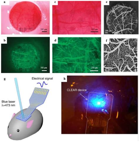 Sensors Free Full Text Recent Advancements In Graphene Based Implantable Electrodes For