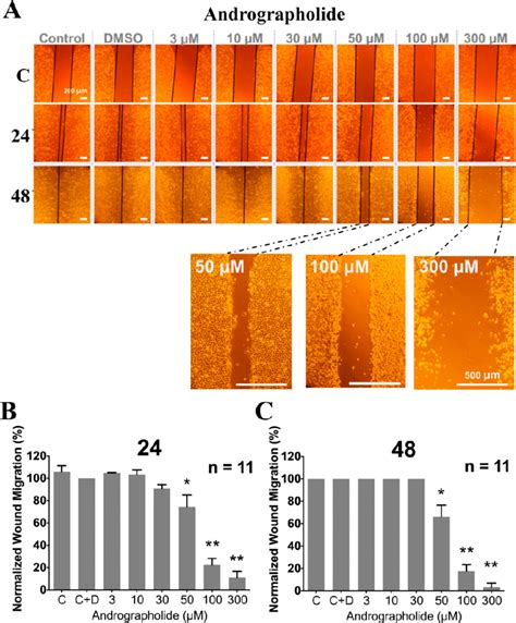 The Concentration Effect Of Chronic Treatment Of Andrographolide 3 300 Download Scientific