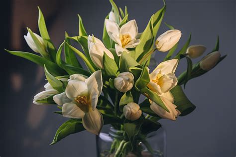 투명한 유리 꽃병에 담긴 하얀 튤립 꽃다발 회색 배경에 밝은 광선이 있습니다 꽃의 미적 구성 봄에 대한 스톡 사진 및 기타 이미지 Istock