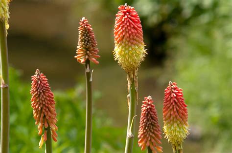Kniphofia Beneficios Usos Vida útil Propagación Variedades Tiempo