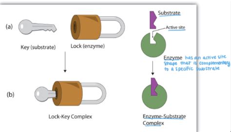 Enzyme Structure And Function Flashcards Quizlet