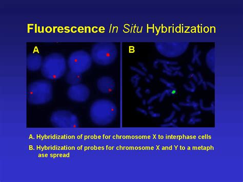 In Situ Hybridization Using Fluorescence At Heather Carlson Blog