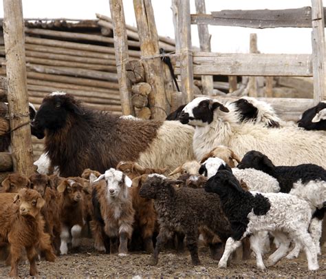 Малын индексжүүлсэн даатгал Монгол даатгал