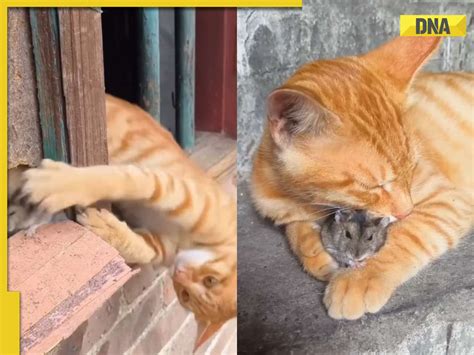 Pawsitively Adorable Viral Video Shows Real Life Tom Jerry Cuddling After Cute Catfight