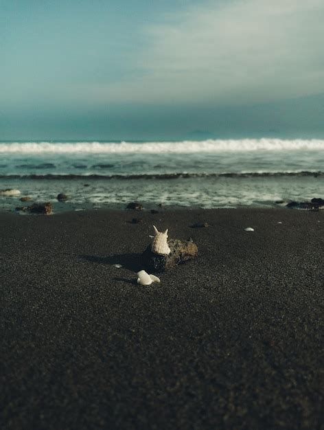 Premium Photo A Sea Snail Sits On A Black Sand Beach With A White Shell In The Foreground
