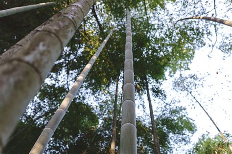 대나무 숲과 녹색 초원 잔디 흐림 스타일에 자연 채광 대나무 녹색 잎과 대나무 나무와 보케 자연 숲 흐린 녹지 배경에 나뭇잎의 자연 패턴보기 0명에 대한 스톡 사진 및 기타