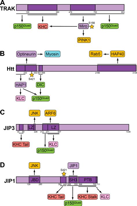 Schematic Of Binding Interactions Between Bidirectional Scaffolding Download Scientific Diagram