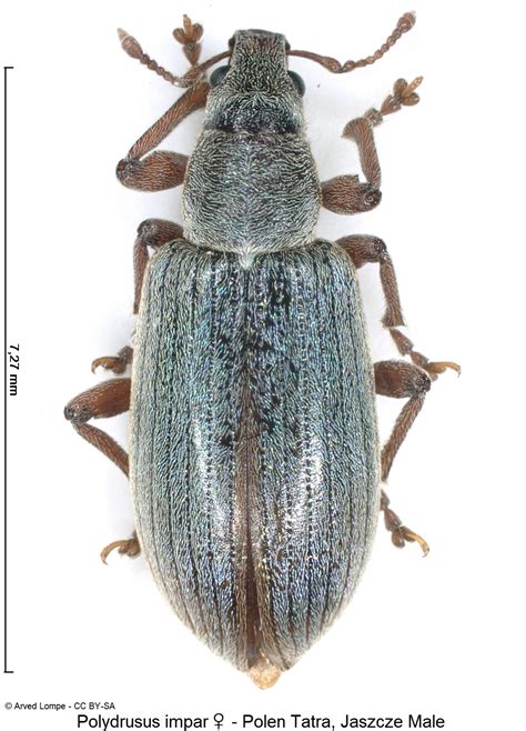 Polydrusus Bestimmungstabelle