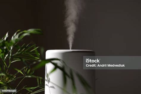 공기 청정기와 가습기는 차가운 증기의 강한 흐름을 방출합니다 건조한 공기에서 관엽 식물의 관리와 수분 공급 건강한 라이프스타일 개념 신선한 공기 청소 및 먼지 제거 0명에