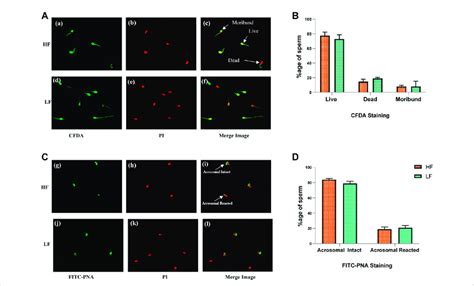 Sperm Viability And Acrosome Integrity Tests In Hf And Lf Spermatozoa Download Scientific