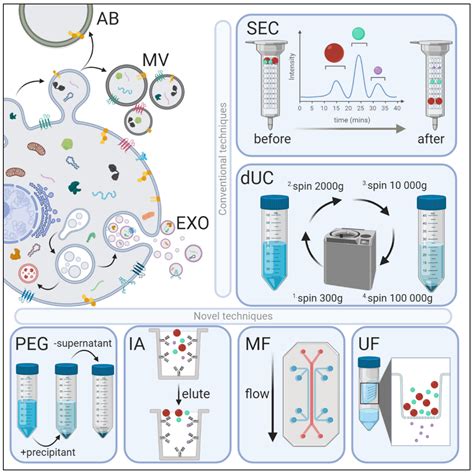 Is Size Exclusion Chromatography The Best Option For Exosomal Isolation
