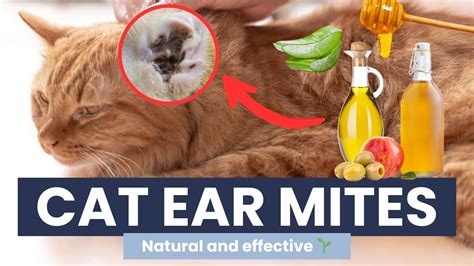 How To Treat Ear Mites In Cats