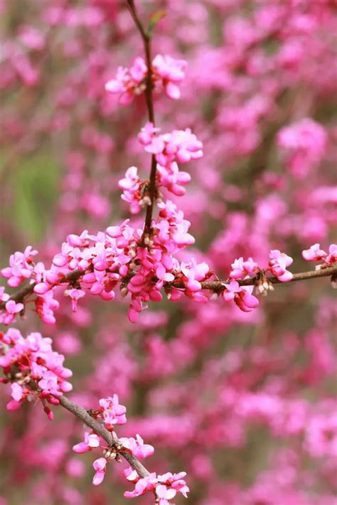 29 Stunning Pink Flowering Trees To Transform Your Garden