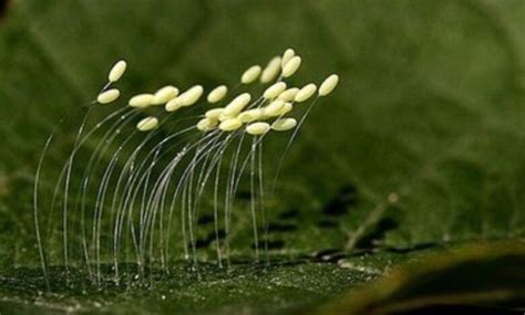 Rare Udumbara Flower In Bloom - Some Believe It Holds A Secret - The ...